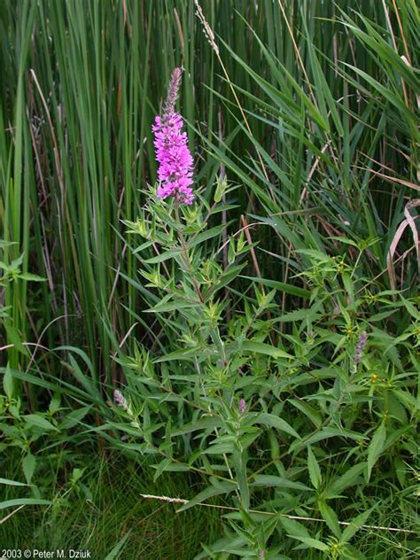Lythrum Salicaria Purple Loosestrife Minnesota Wildflowers