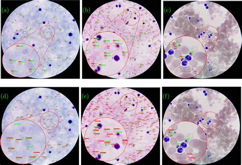 Sample Visualization Results Of Best Performing Model YOLOV Tiny Download Scientific