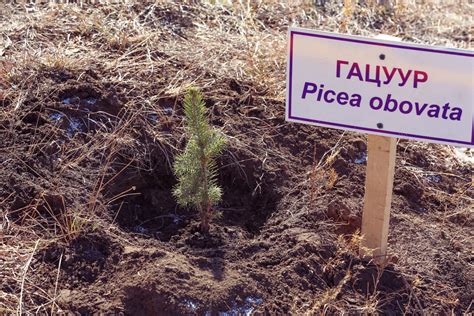 М Си Эс Кока Кола ХХК ийн үйлдвэрийн цэвэршүүлсэн усаар “Тэрбум мод” ыг услав