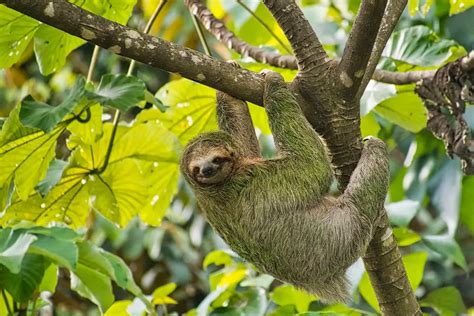 11 Best Rainforests In Costa Rica To Visit Complete Guide