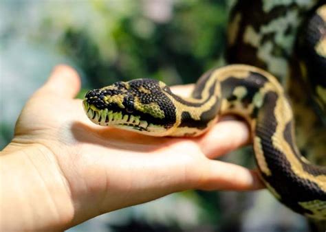 Carpet Python Care Sheet Size Enclosure Temperament Az Reptiles