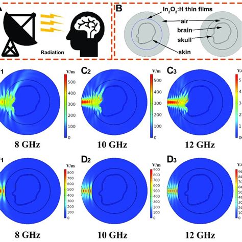 Simulation Of The Brain Exposed To Electromagnetic Radiation From A