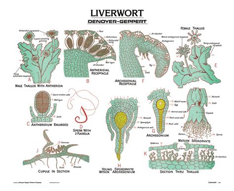 Liverworts Labeled