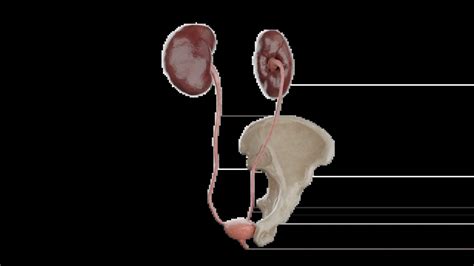 Modèle 3d Danatomie Du Système Urinaire Féminin Voka