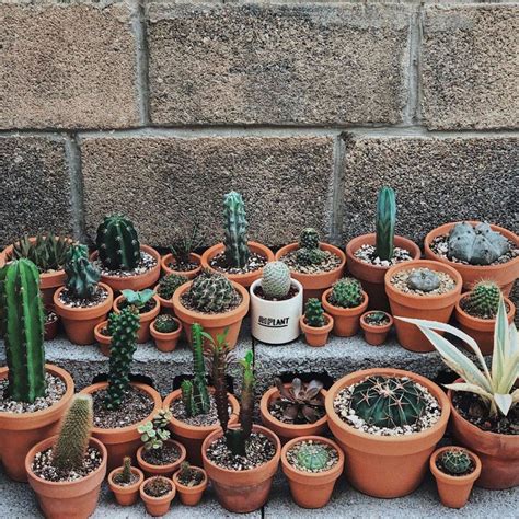 Some Cactus Adaptations That Make Them Invincible Under Severe Conditions