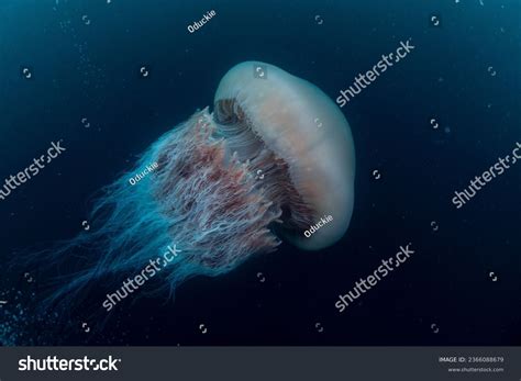 Nomura S Jellyfish