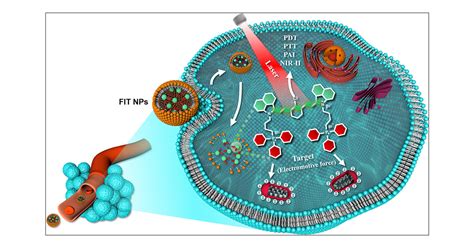 A Mitochondria Targeted Nir Ii Molecule Fluorophore For Precise Cancer Phototheranostics