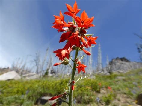 Take These Wildflower Trails In Idaho For A Fun Spring Adventure