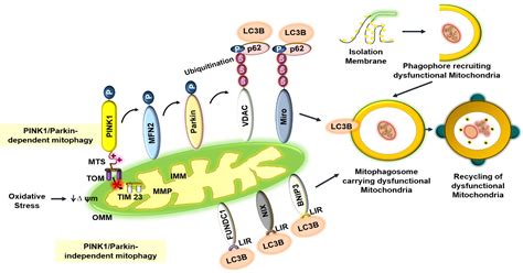 The Emerging Role Of Mitophagy In Kidney Diseases Journal Of Life Sciences JoLS