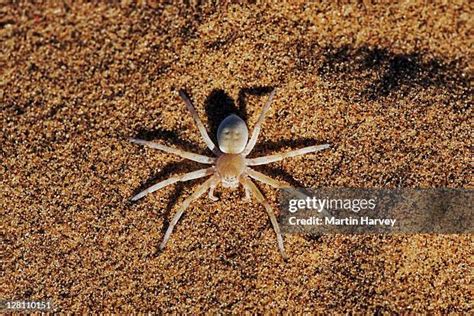 Wingless Insects Photos And Premium High Res Pictures Getty Images