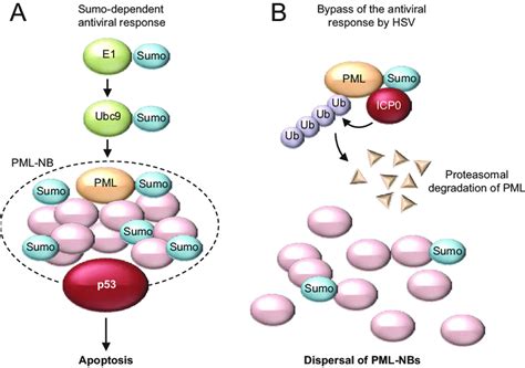 Viruses Can Target The Sumo Pathway To Disrupt Pml Nbs A Several