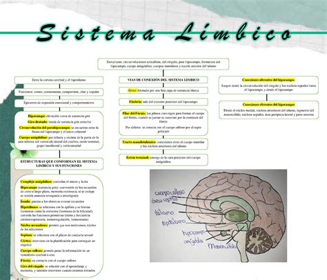 Sistema Limbico Entre La Corteza Cerebral Y El Hipotálamo Epicentro