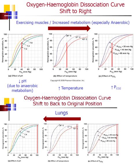 Phys20008 Lecture Notes Fall 2017 Lecture 22 Carbonic Anhydrase