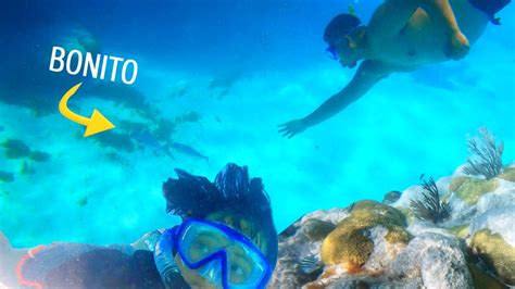 Snorkeling In Bermuda The Fish Were So Friendly 2021 Youtube