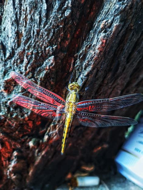Premium Photo Close Up Of Dragonfly On Tree Trunk