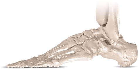 Foot Anatomy Pictures