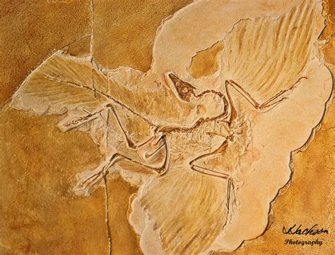 Solnhofen A Fossil Collectors Paradise Jim Jackson