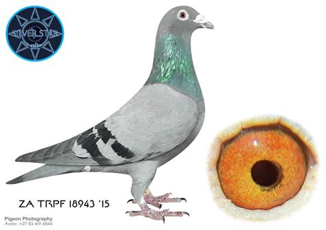 Lot 5 Silver Star And Dieplaagte Name ‘super T Colour Blue Bar Ring Number Za 2015 Trpf 18943