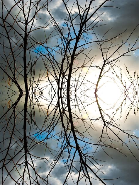 Twigs Dead Tree Free Photo On Pixabay Pixabay