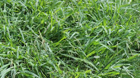 Crabgrass Prevention And Timing — Russo Power Equipment
