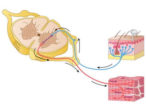 Reflex Arc Diagram Quizlet Reflex Arc Diagram Quizlet