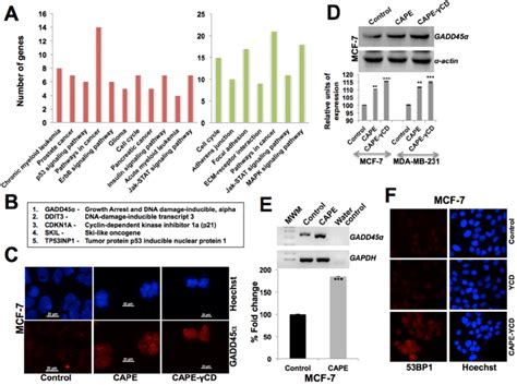 Characterization Of Cape Cytotoxicity By Cdna Array Analysis A