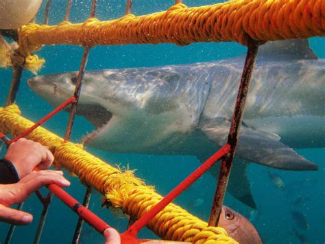 Cage Diving With Great White Sharks In South Africa