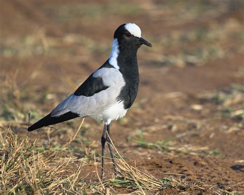 Ml637998960 Blacksmith Lapwing Macaulay Library