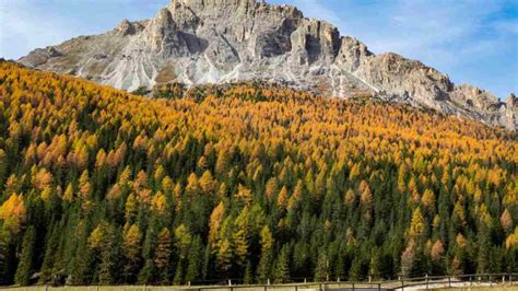 Larch Trees 101 Facts And Care Tips For Healthy Growth