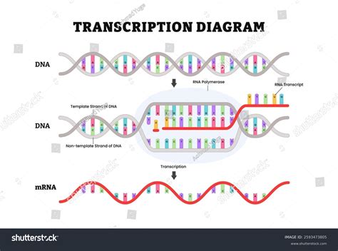 Diagram Transcription Diagram Process Dna Directed стоковая векторная графика без лицензионных