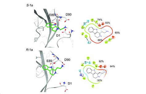A Snapshot From Md Simulation For S 1a And R 1a The Corresponding 2d