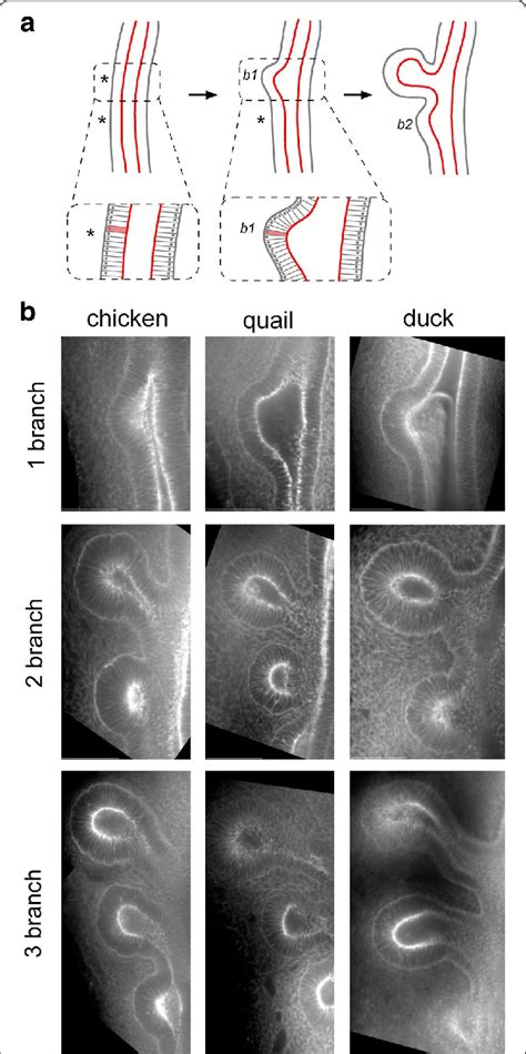 A Apical Constriction Of The Primary Bronchus Drives Formation Of The