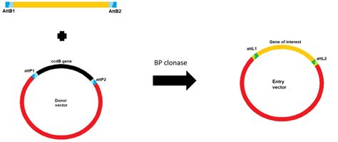 Gateway Cloning Get Successful Clones With Our 7 Simple Tips