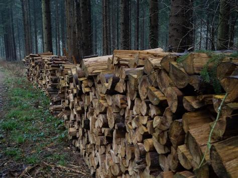 Premium Photo Stack Of Logs On Field In Forest