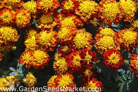 Бархатцы мелкоцветные - Champion Flame - Tagetes patula L. - семена ...