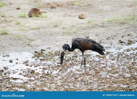 An African Openbill Stork Feeding In A Marsh Stock Image Image Of