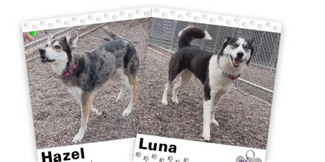 Wagner Tails Hazel And Luna