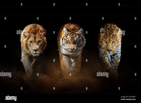 Big Cats Lion Tiger And Leopard Together On A Black Background Stock
