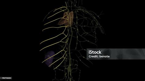The Intercostal Lymph Nodes Occupy The Posterior Parts Of The