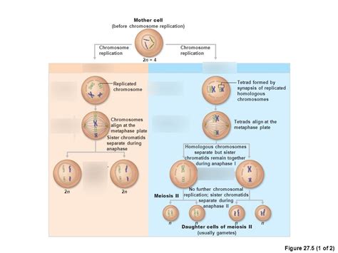 Mitosis Vs Meiosis Number Of Chromosomes