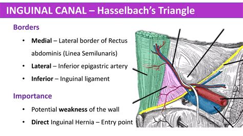 Abdomen Anatomy Made Easy Pptx