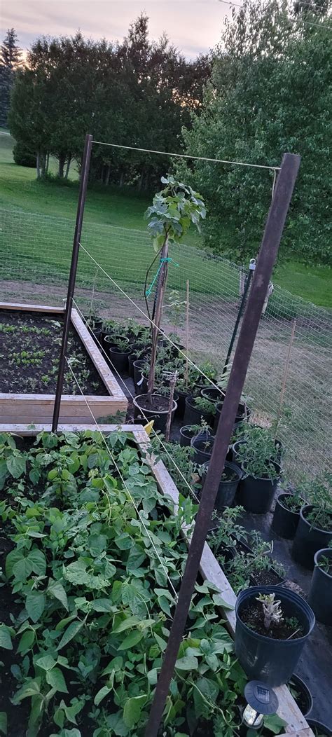 Check My T Post Trellis Rgardening
