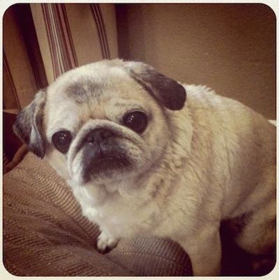 Do All Pugs Have Down Syndrome