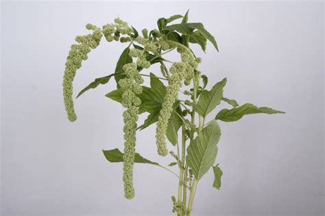 Amaranthus Caud Cycloop Florasystem Žilina