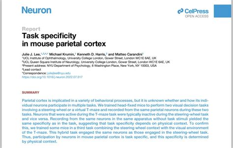 Parietal Cortex Mouse