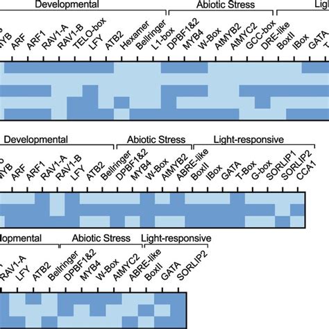 Identification Of Putative Cis Regulatory Elements Cres On The Gene