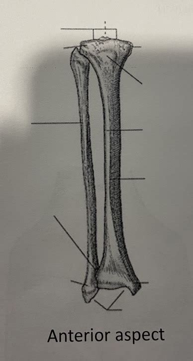 TIB FIB Anterior Anatomy Diagram Quizlet