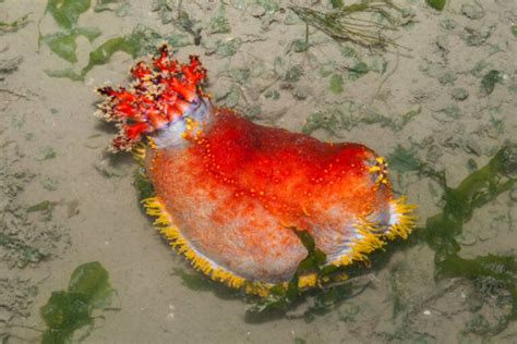 Echinoderms Examples Types Of Echinoderms From Around The World