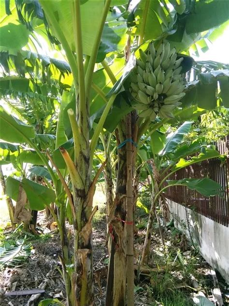 หน่อกล้วยหักมุกพันธุ์นวล 5 หน่อ 200฿ Bananamam Thaipick