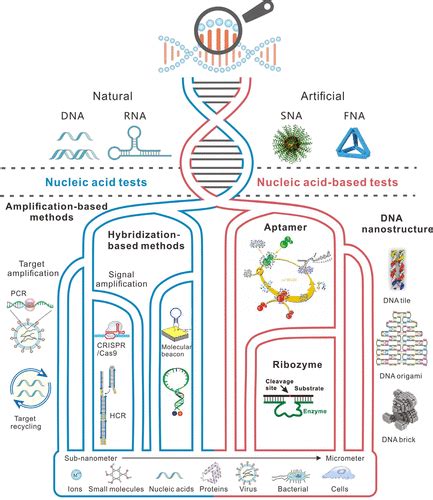 Nucleic Acid Examples In The Body